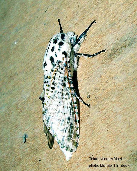 Papua Insects Foundation (Lepidoptera/Cossidae/Zeuzera caudata)